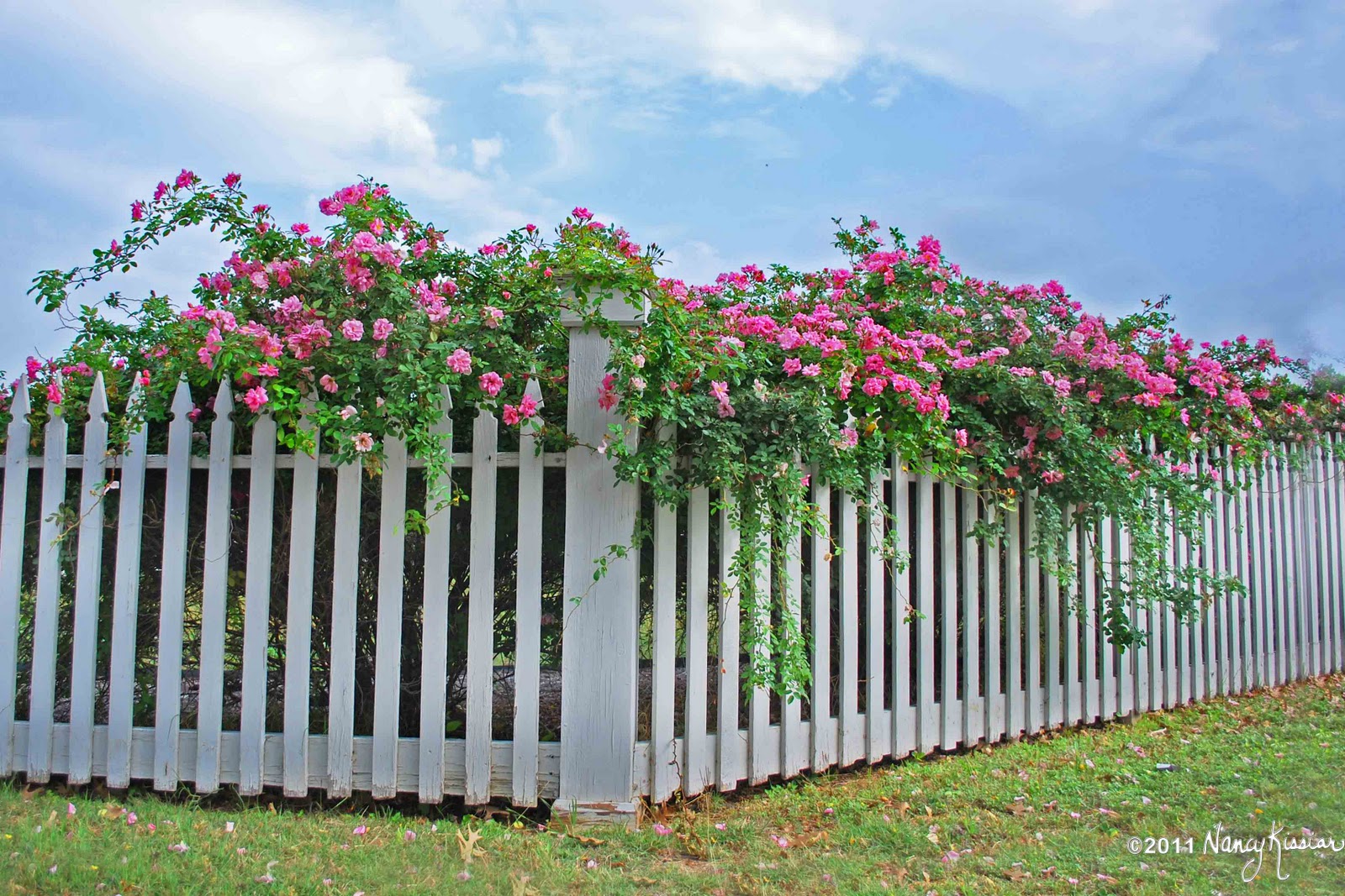 Wild About Texas: There's Just Something Special About Roses and A ...
