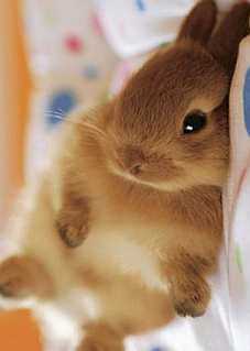 Versuri Iepuras de Pasti Cantece de Paste versuri pentru copii