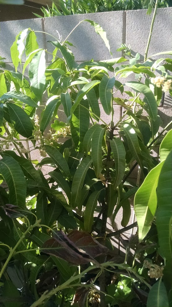 Desert Valley Orchard: Bombay Mango