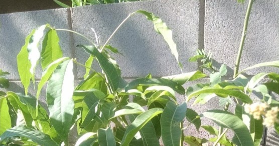 Desert Valley Orchard: Bombay Mango