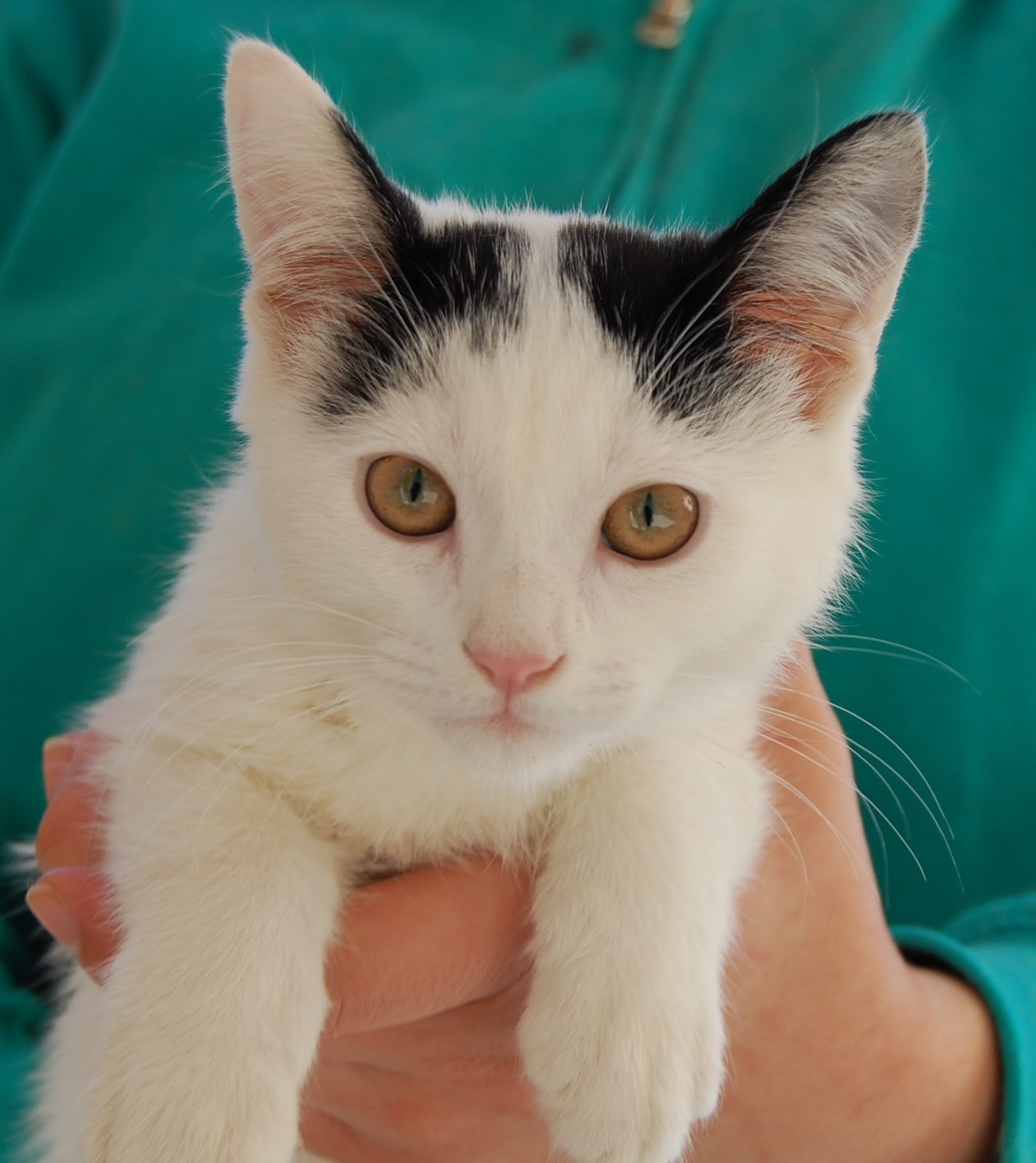 30 rescued kittens ready for adoption today!