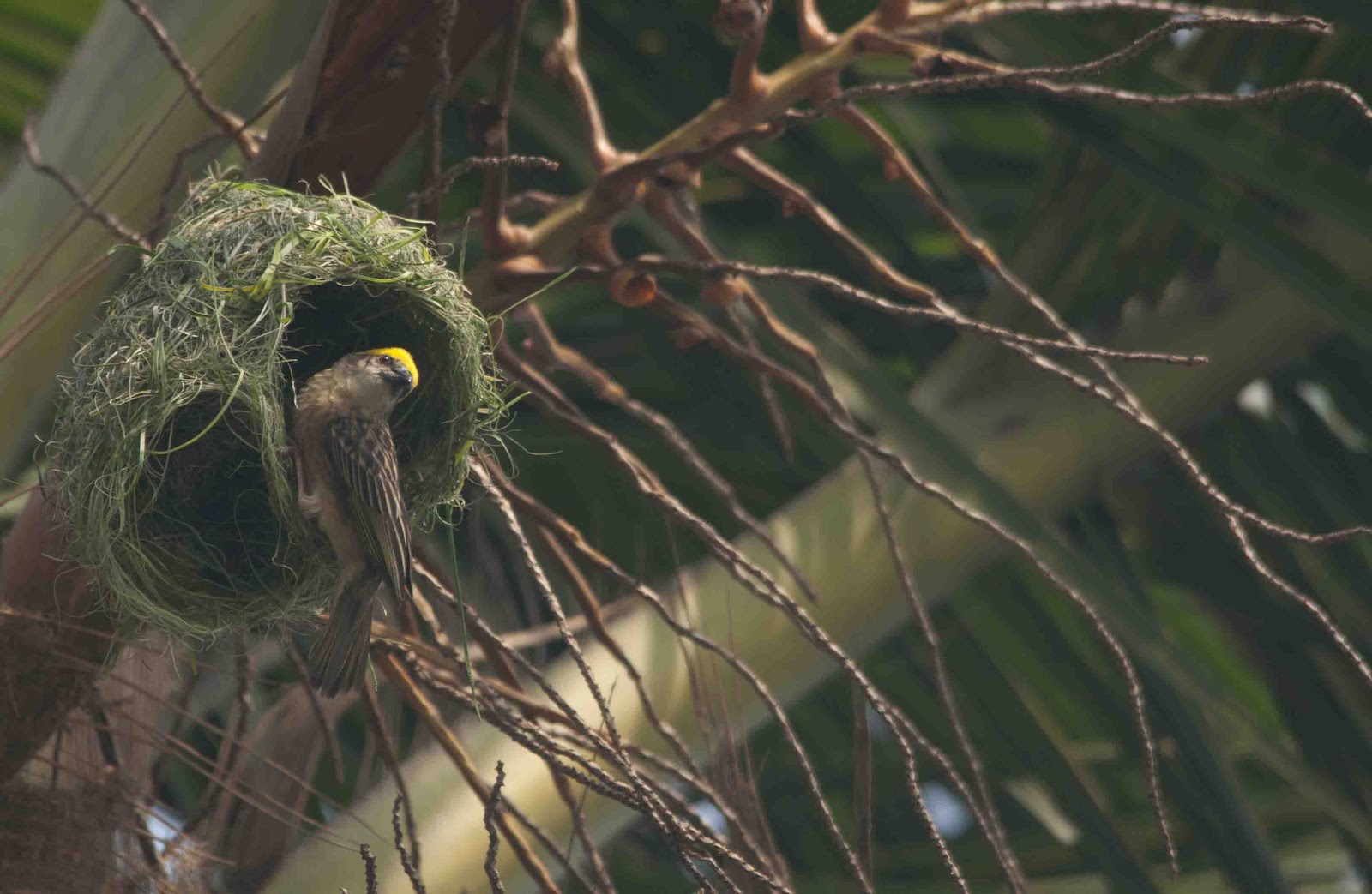 Eyes of "The Nature's Foundation": Banglar Pakhi