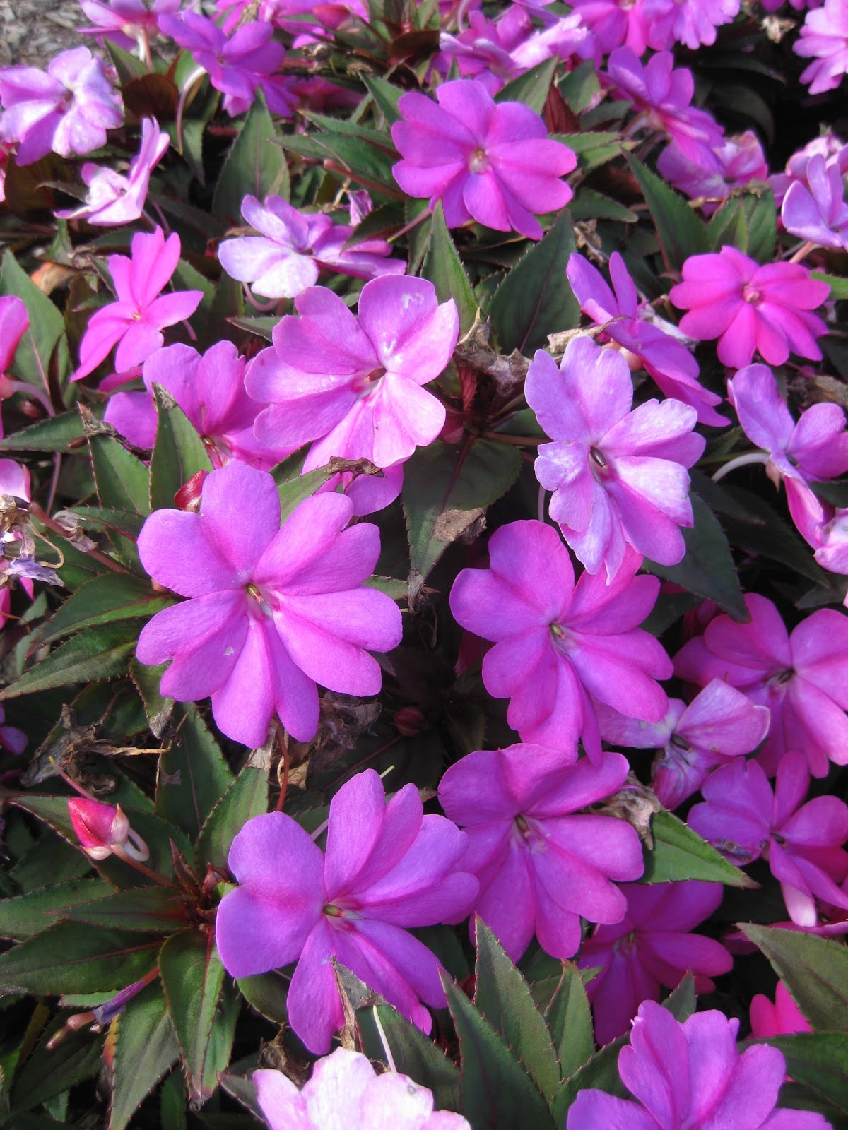 SunPatiens - The Real Deal - Rotary Botanical Gardens