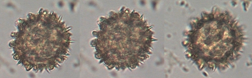 Old writer on the block: Looking at pollen grains