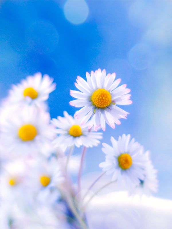 Arianita Hoxha Poezi: Unë e prita në pranverë