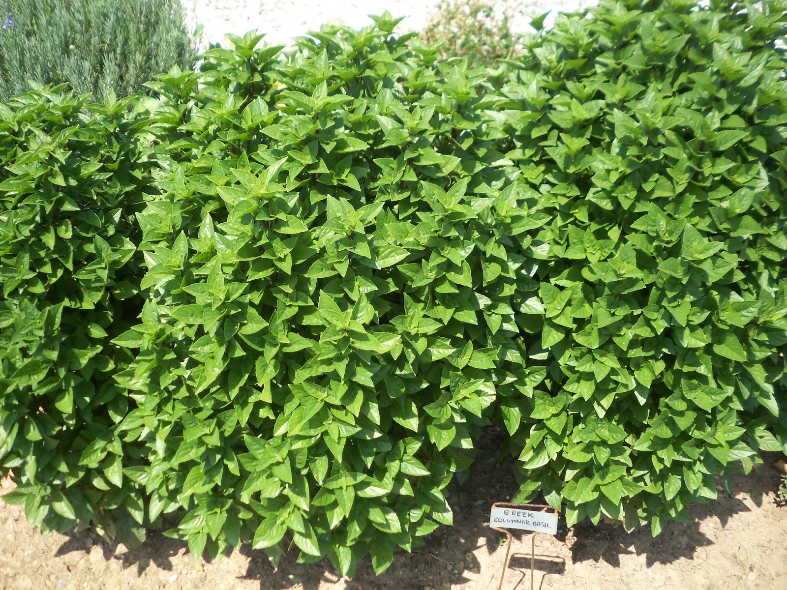 The Essential Herbal Blog: Symbolism of Flowers