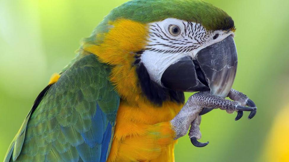 Prensa Itv Peru Loro Le Cuenta A Su DueÑa Que Su Marido Es Un Tramposo Que Le Es Infiel Con