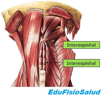 Fisioterapia - Pilates - Reeducacion Postural - Auriculoterapia - Shiatsu