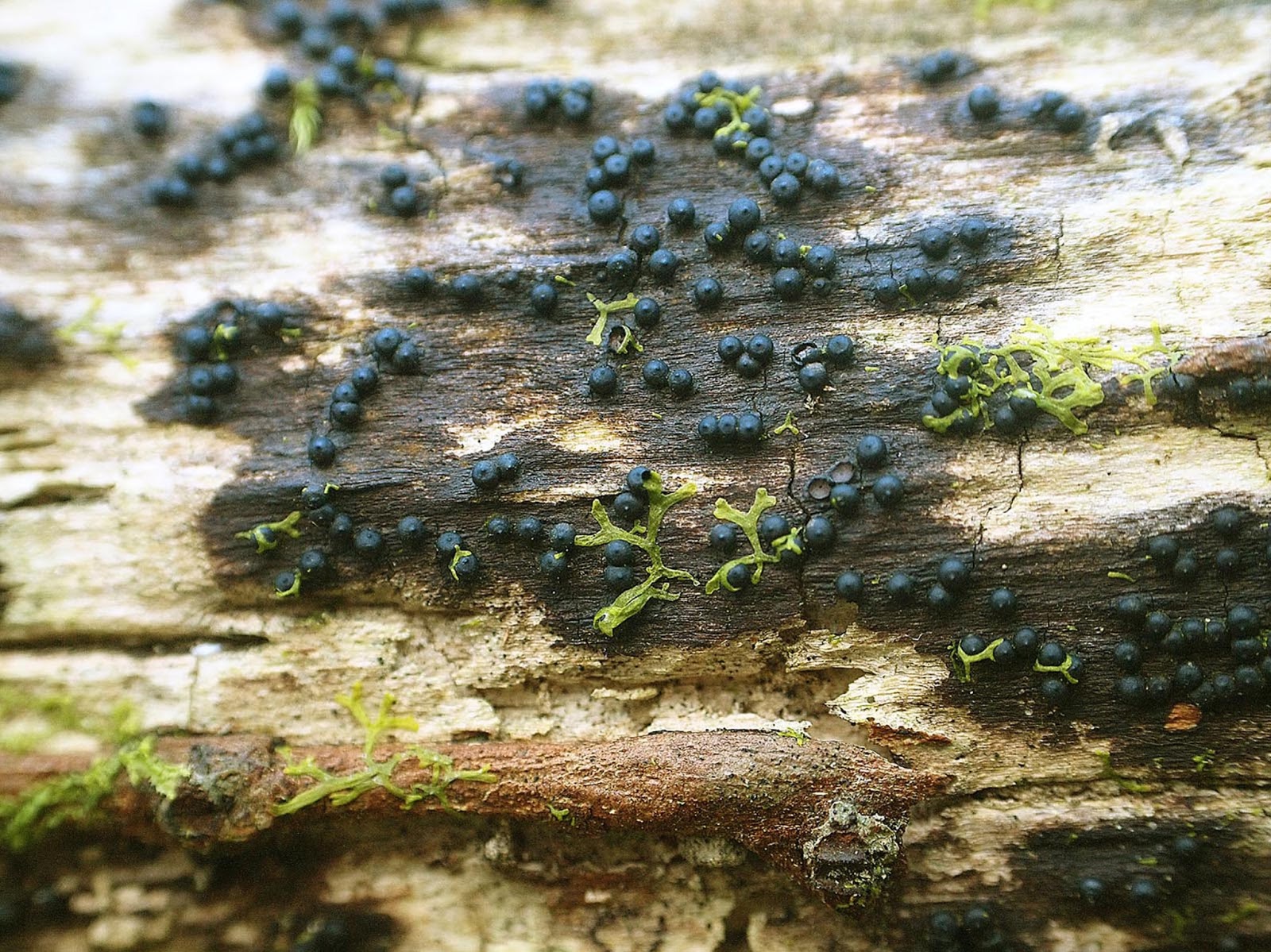 Calderdale Fungi - Halifax Scientific Society - Mycology Section: Scout ...