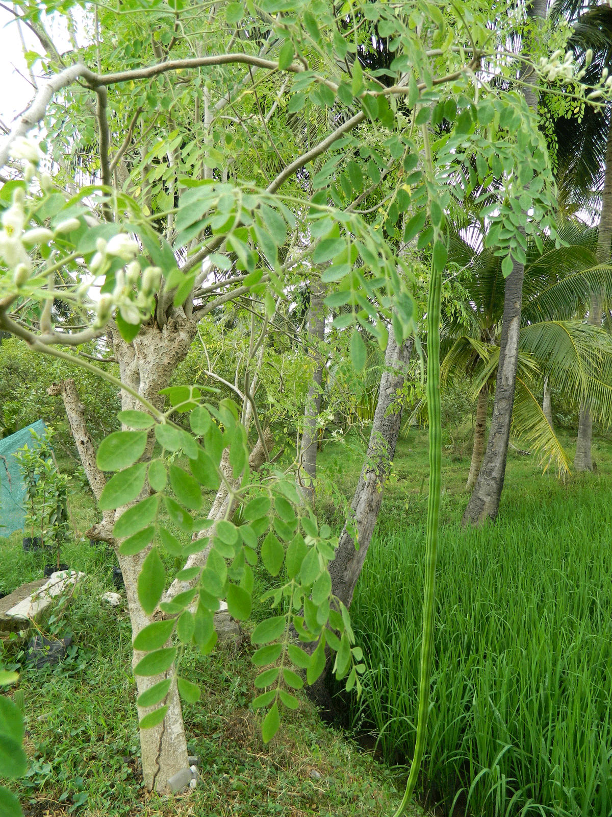 Drum Sticks-మునగ | PicsVillage