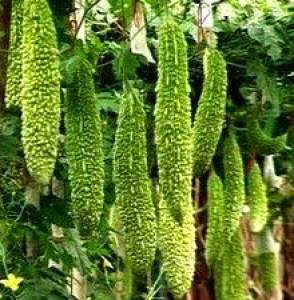 Manfaat Buah Pare/Paria Bagi Kesehatan - Jantung Sehat