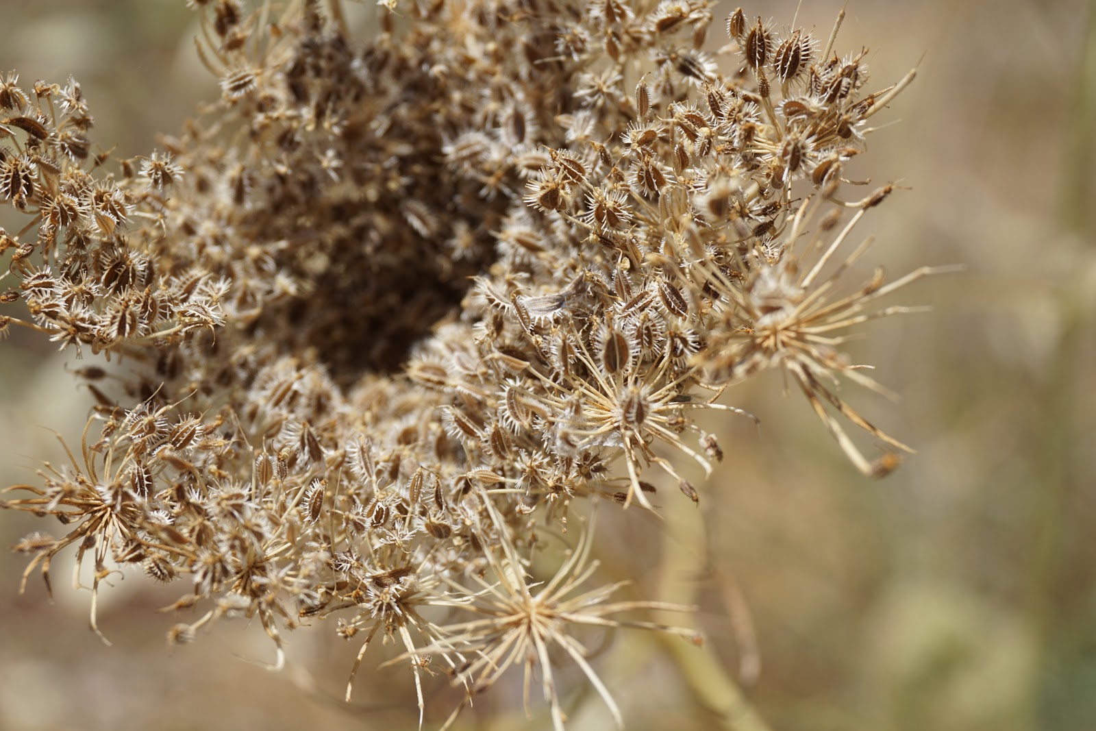 Plantas de Huerta Otea, Salamanca: Cicuta (Conium maculatum)