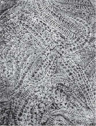 Sciency Thoughts: A mass death of Starfish in the Late Cretaceous of ...