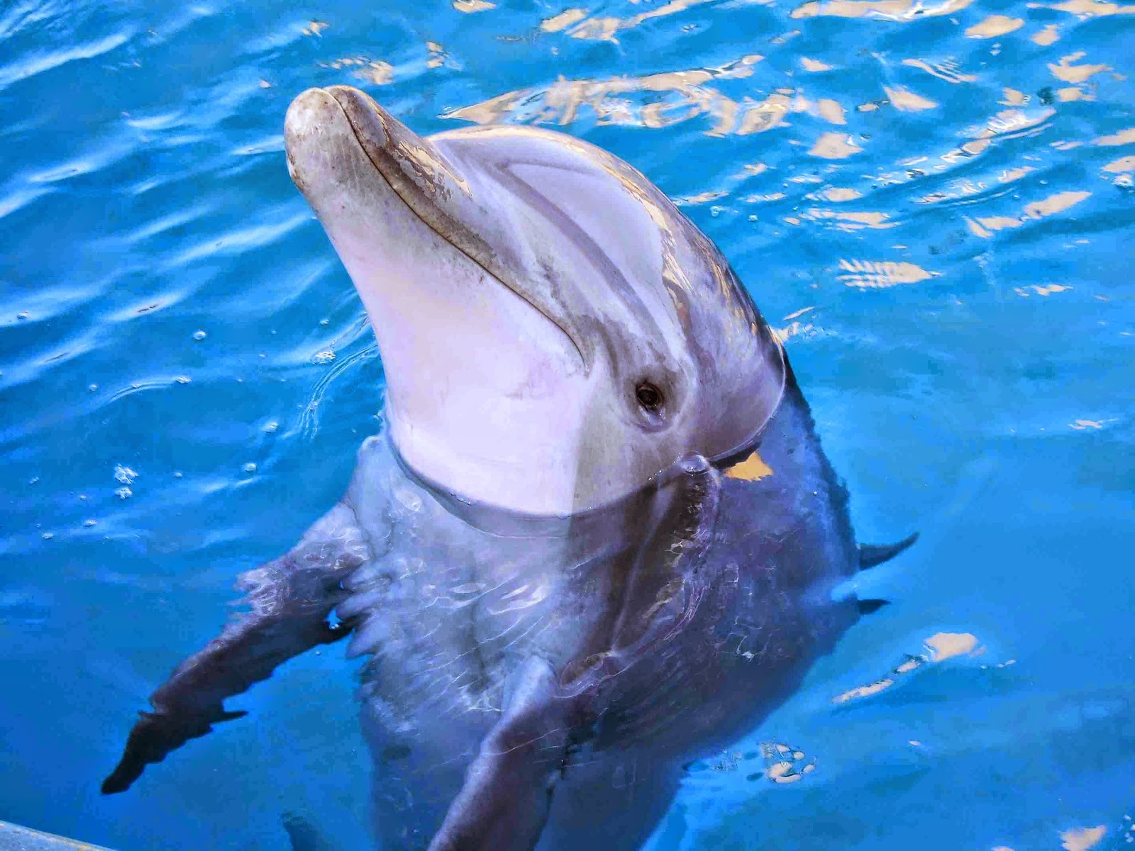 Dolphin - HD Wallpapers | Earth Blog