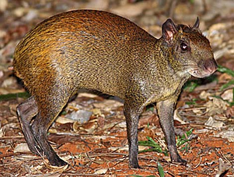 O Livro da Natureza: Roedores Sul Americanos