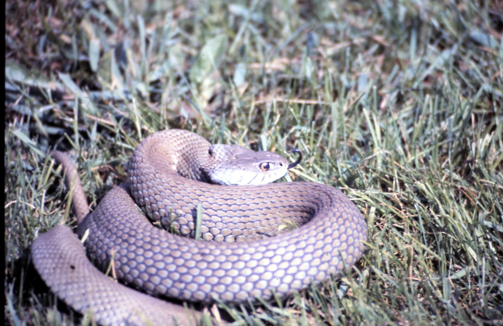 La Historia de Artxai: 2010