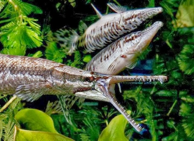 Mengenal Ikan Aligator - Dunia Akuarium