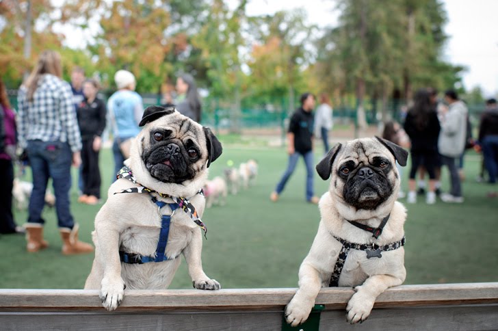 The Daily Puglet: PRACTICE