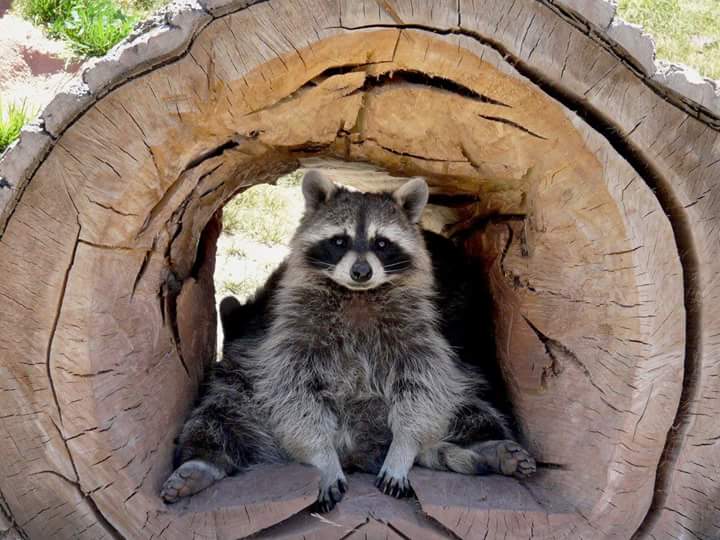 Animals and Kids World: Fur Are MEANT For The Animals - BAB RACCOONS ...