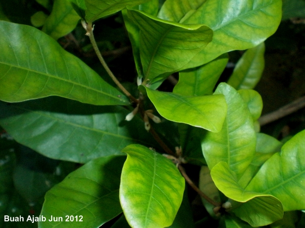 My Small Garden: Buah Ajaib - Miracle Fruit