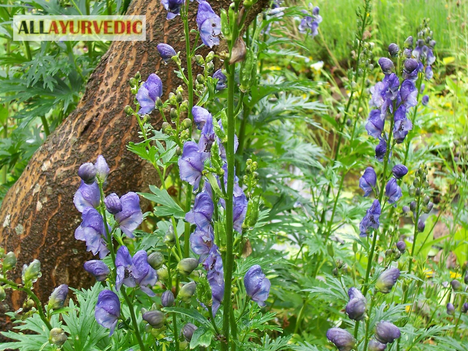 अतीस (Aconitum Heterophyllum) 33 रोगों में करती है चमत्कारी फायदें, जो ...