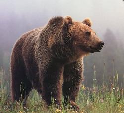 DISCIPULI MINERVAE: ZOOLOGÍA