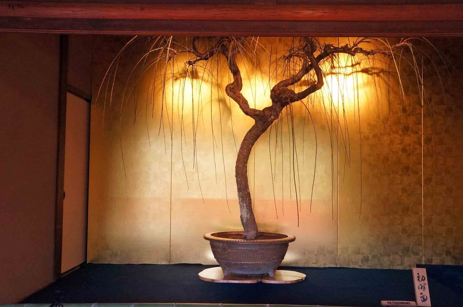 For Your Small Japanese Garden by YUKIMONO: The 65th Bonsai Exhibition ...