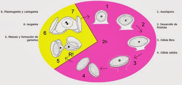 The Environmentalist Journal: DIVISIÓN BACILLARIOPHYTA: DIATOMEAS.