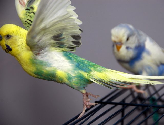 Budgerigar | Animal Wildlife