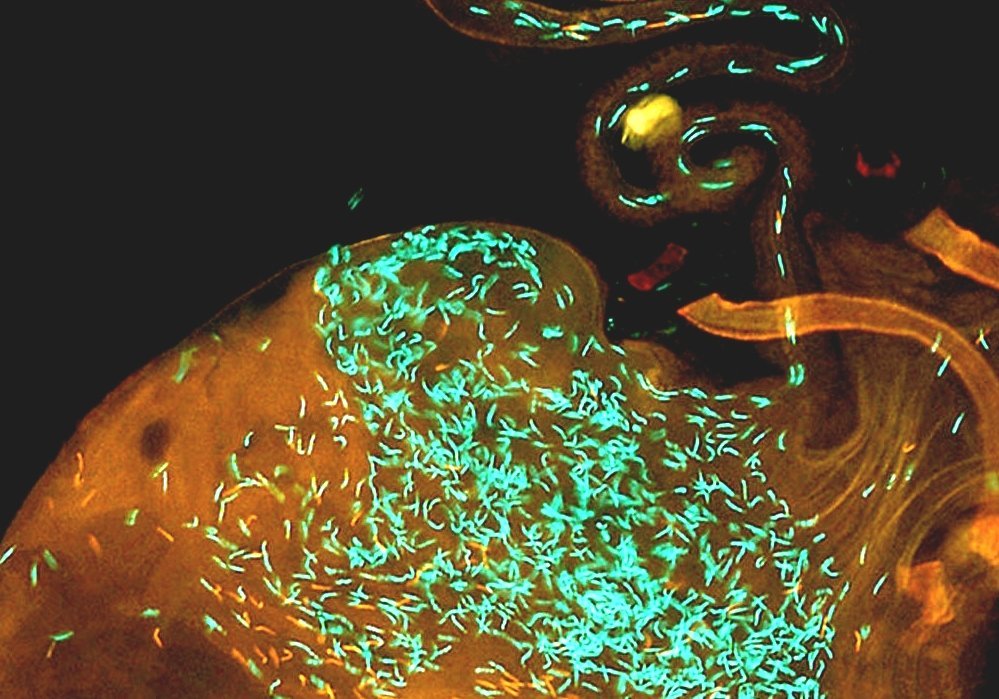 Human Mating Strategies - Human Mating Rituals