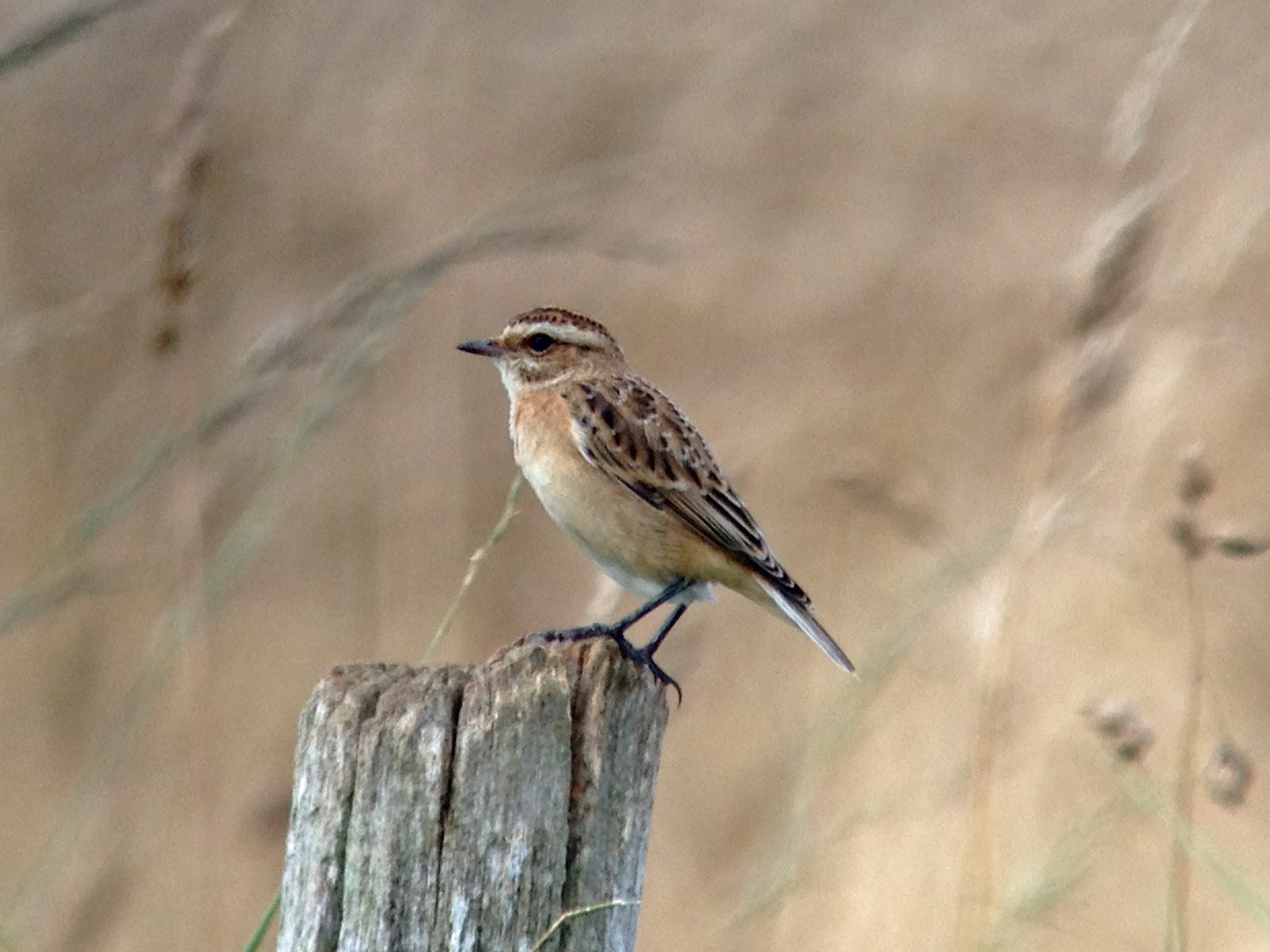 David Campbell's logbook: Whinchats