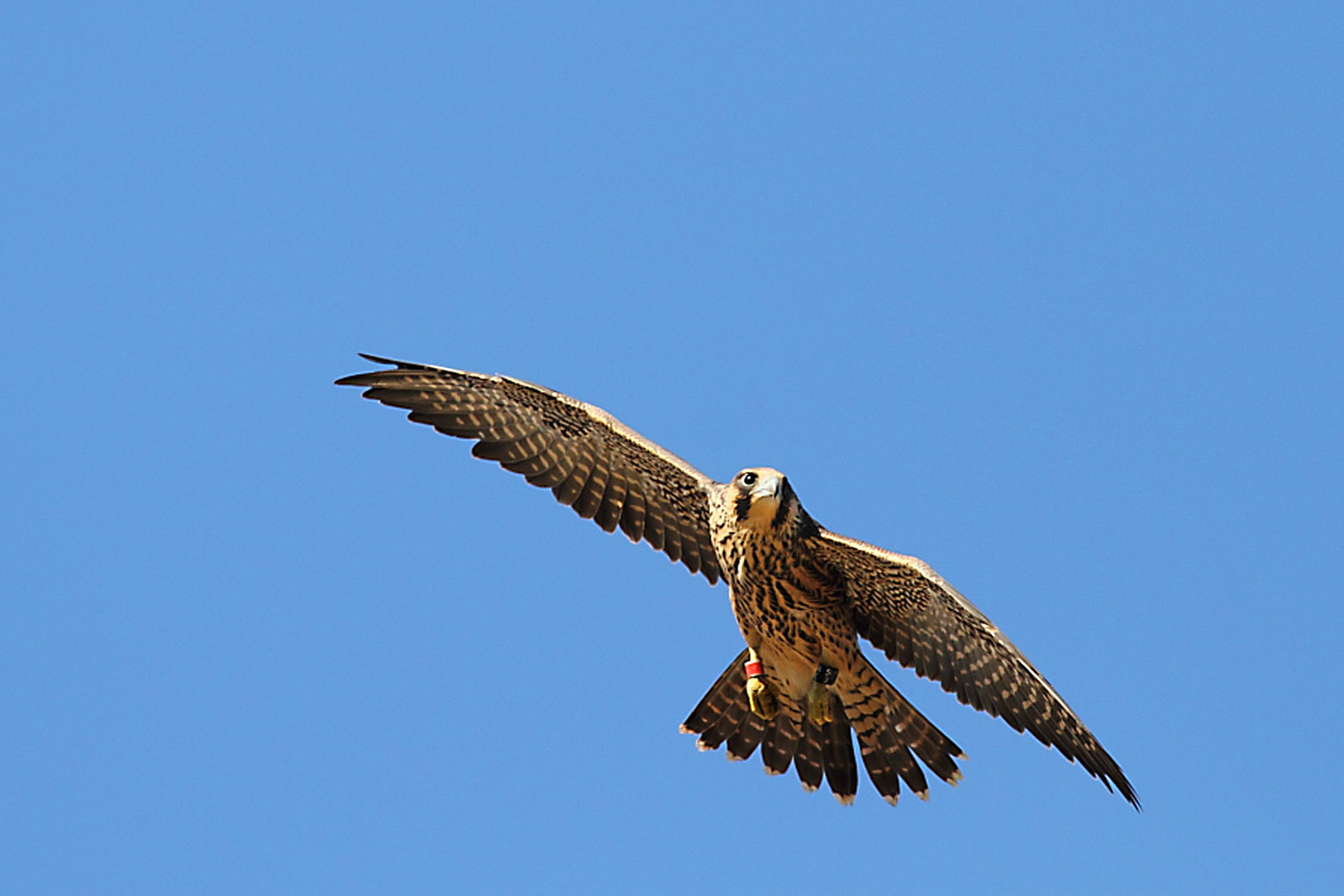 Ann Brokelman Photography: Harlequin - Peregrine Falcon soaring in the ...