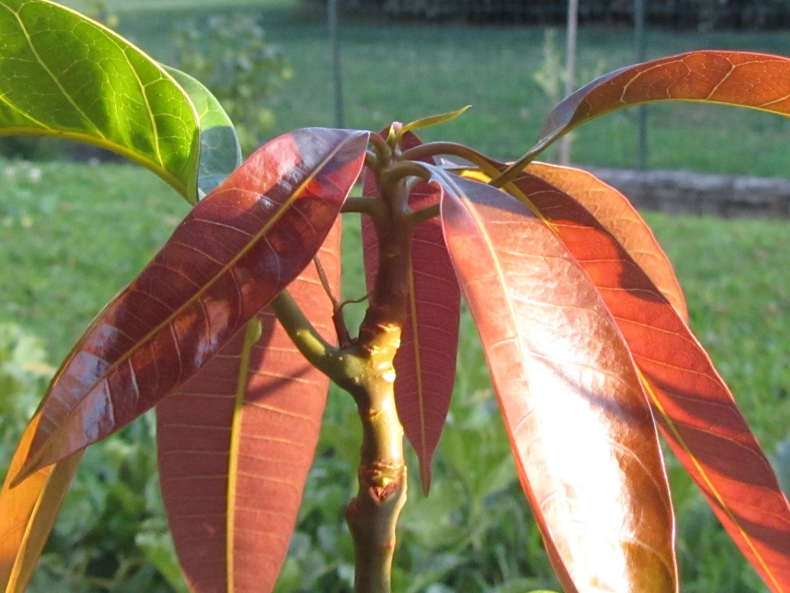 Come Coltivare il Mango (Mangifera indica) in Italia ? - Crescita e ...