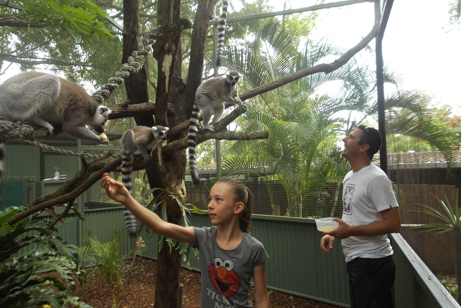 Travel in Australia: Zootastic at The Cairns Tropical Zoo