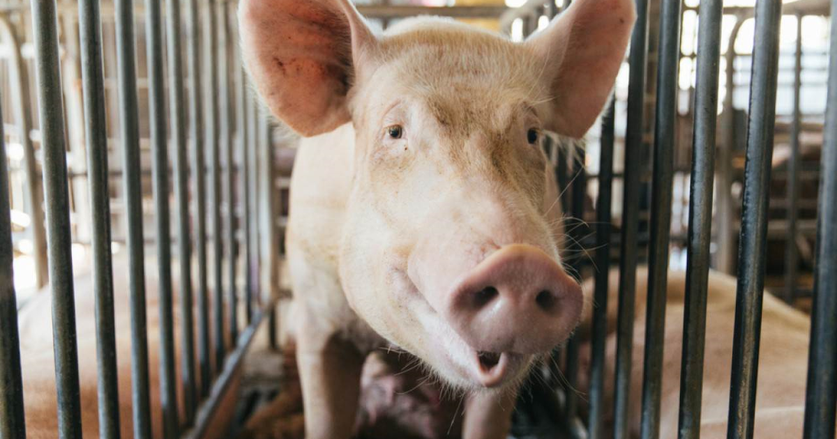 香港動物政策網誌: 土地問題港豬住劏房 巴西豬走地養 七天特訓防變大肥豬