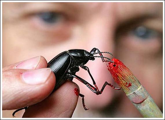 Wallpapers Unlimited: Insect Art - Creative Paintings by Bugs