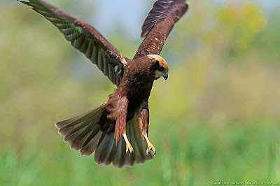 Variety of Life: Circus