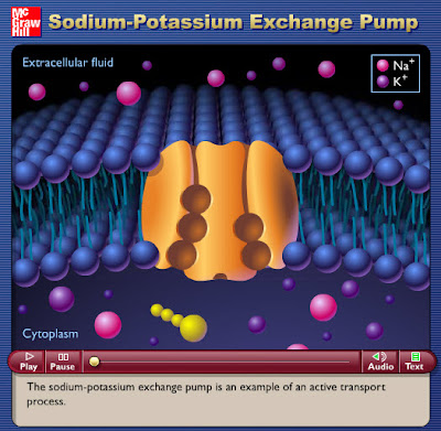 Avibert: Sodium-Potassium Exchange Pump Animation