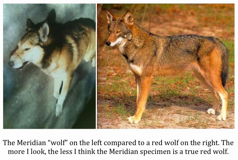 Texas Cryptid Hunter: Could Red Wolves Still Roam Texas?