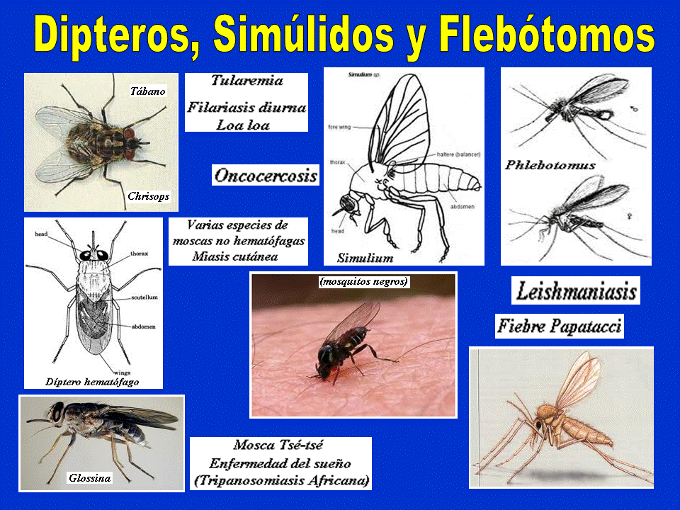 VECTORES