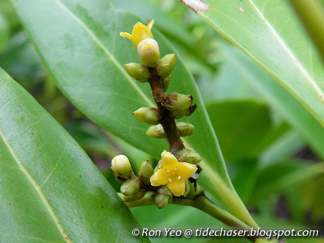 tHE tiDE cHAsER: Api-api Putih (Avicennia alba)