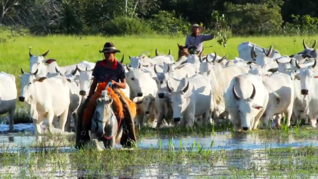 O Pantaneiro: BELEZAS DO PANTANAL SUL-MATOGROSSENSE