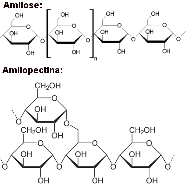 Mundo da Bioquímica (blog sobre bioquímica): Amido