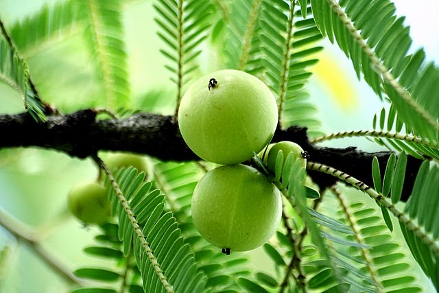 Groselha Indiana - Amla - Phyllanthus emblica