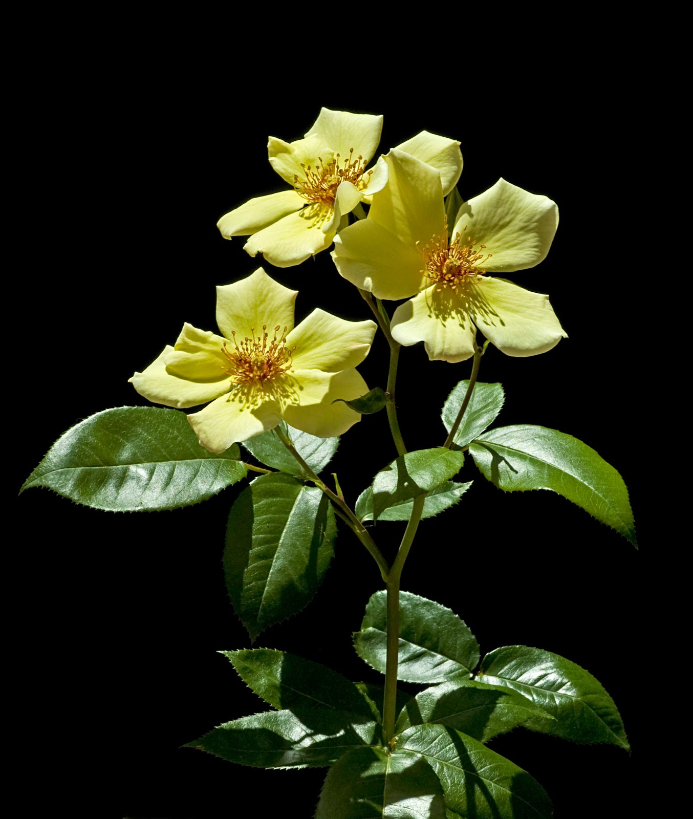 Out of Phase: Old Roses Renamed - the Cis Binary Rosarian