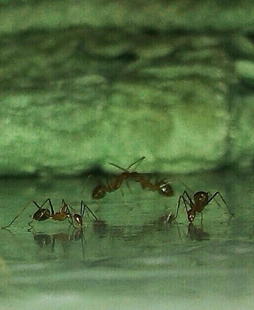 Azed Kreasi: Keistimewaan Semut