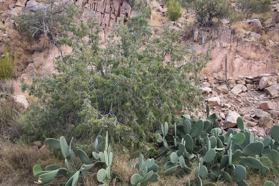 Birds of Saudi Arabia: Juniper in fruit near Taif – Wadi Thee Ghazal