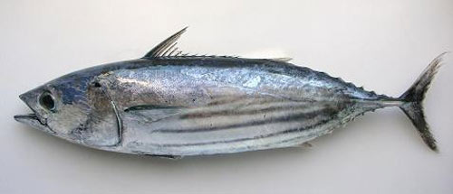 La cuisine méditerranéenne: Melva au four