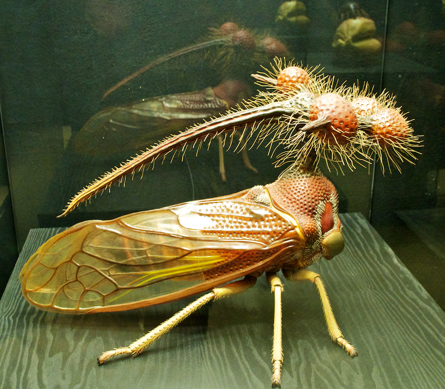 Tomatoes From Canada: Natural History Museum, Berlin