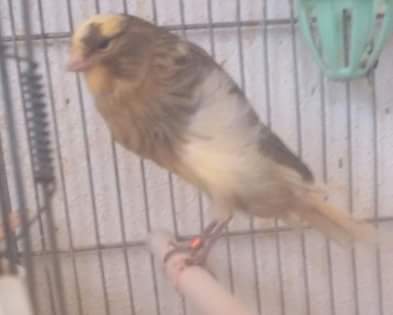 Greek Yorkshire Canaries: Αυγούστου 2016